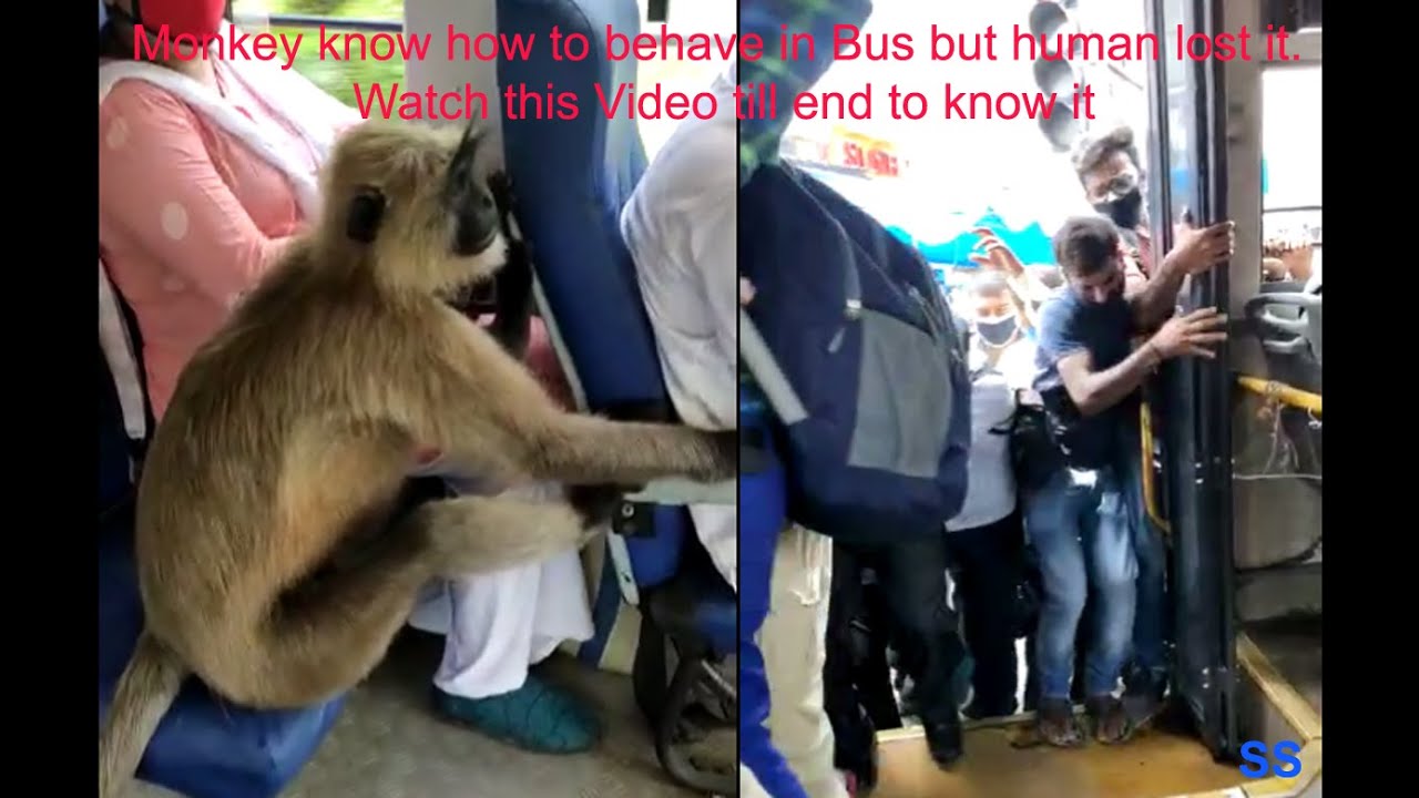 Monkey know how to behave in bus. But what's about human.. to know ...