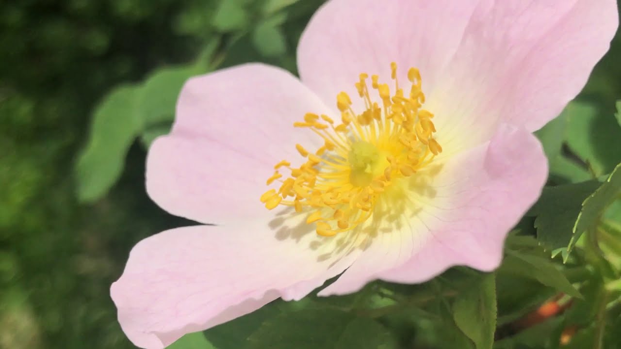 Rosa sempervirens, Evergreen rose, Rambling rose; İtburnu., IMG 0756 ...