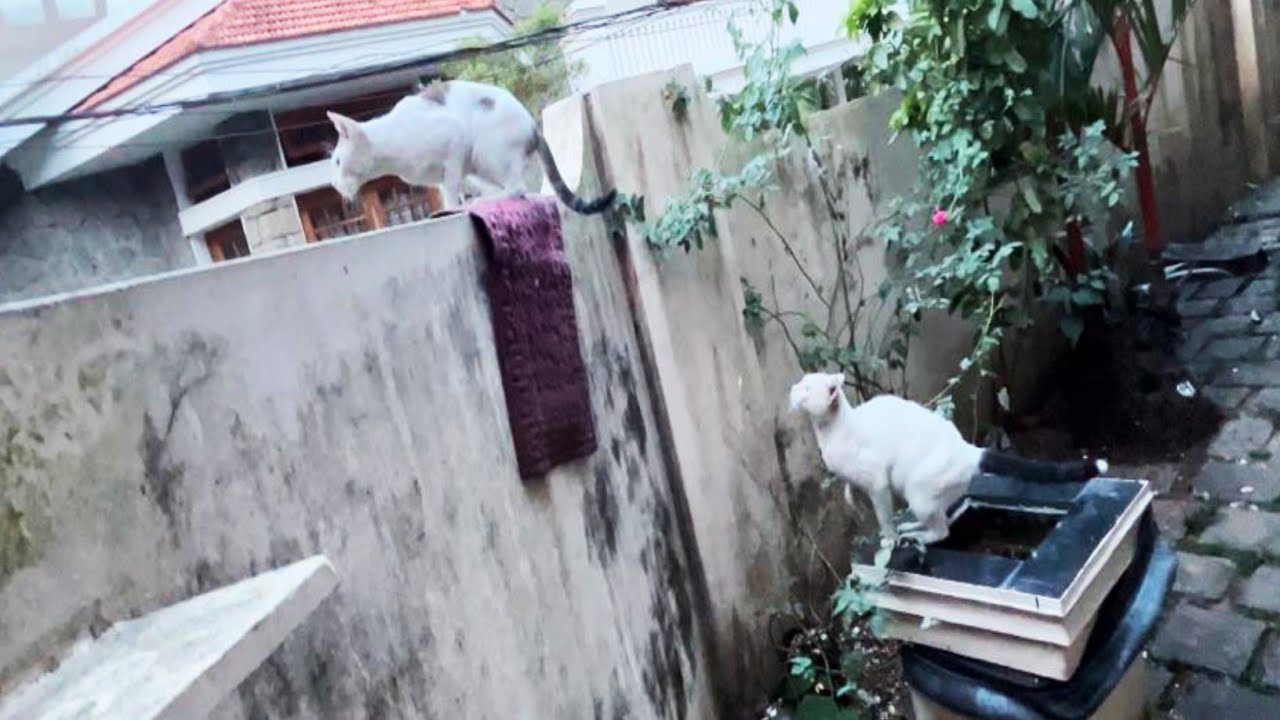 Male cats chasing female cat in heat - YouTube