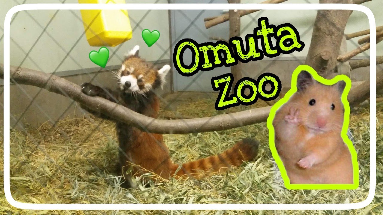 Traveling to Omuta zoo in Japan | Fukuoka | Vlog episode 01 - YouTube