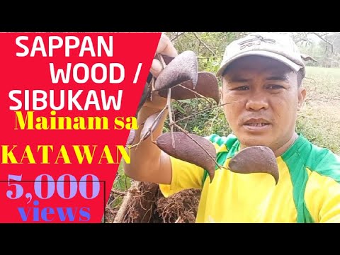 Sappan Wood / Sibukaw || Mainam sa Katawan - YouTube