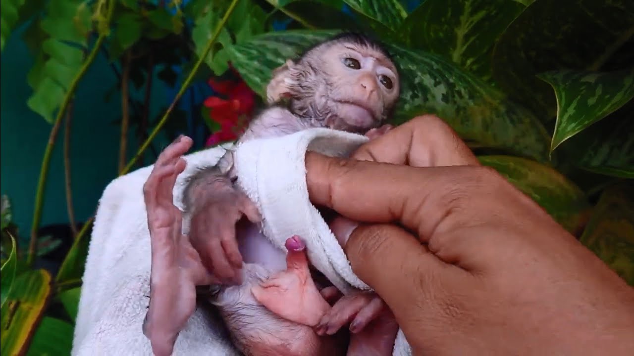 A little Newborn Monkey Takes care of the exstra the Day like taking ...