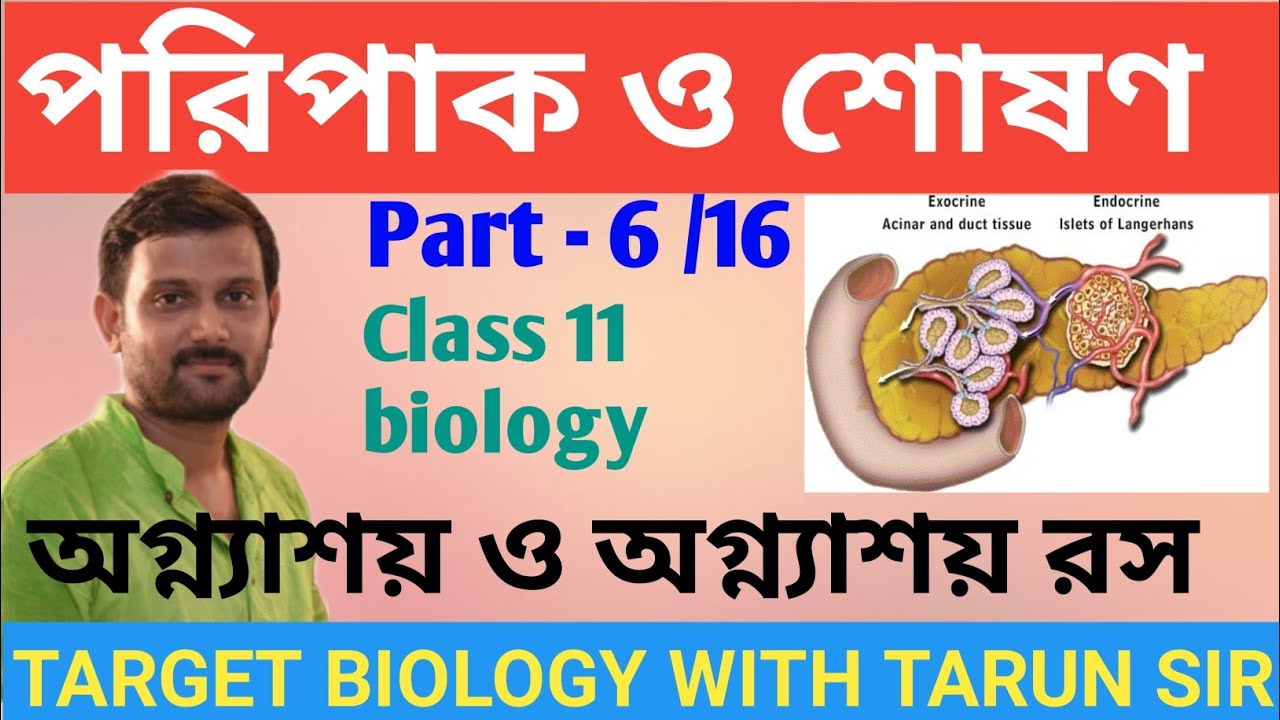 Part 6 16 Human Physiology Class 11 Part 6 16 Human Physiology Class 11