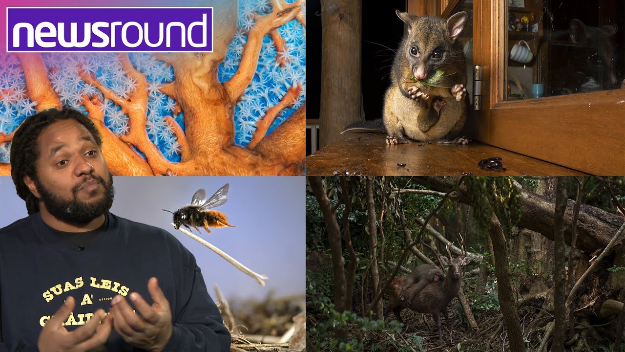 Wildlife Photographer of the Year with Hamza Yassin | Newsround - YouTube