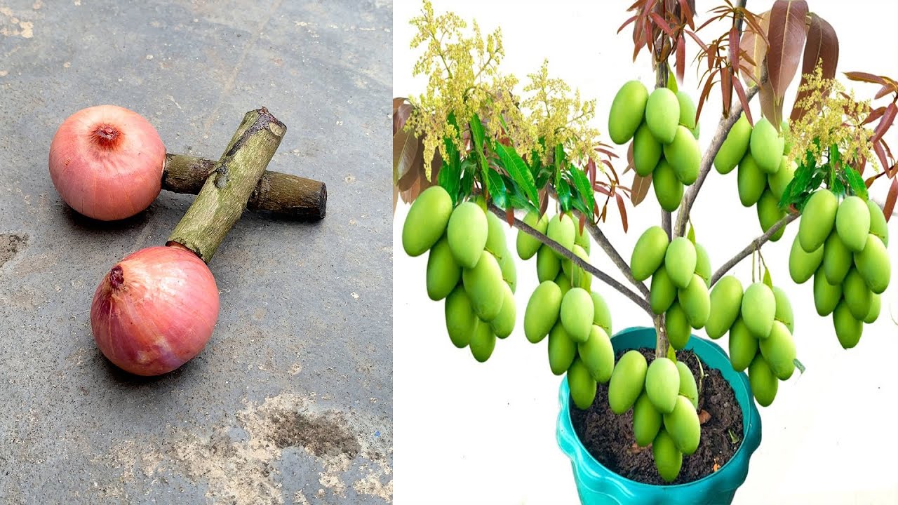 USEFUL PROPAGATION METHOD simple propagation of mango and guava trees ...