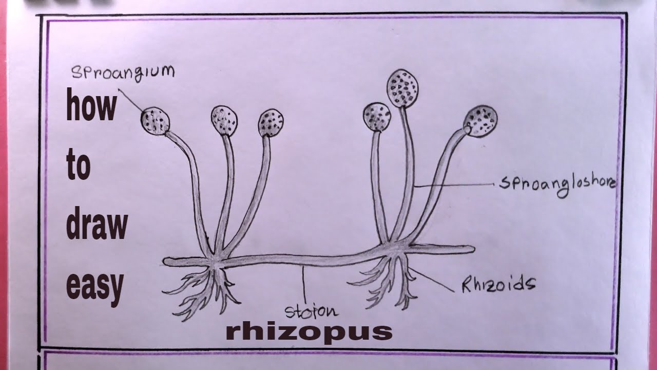 how to draw rhizopus diagram/drawing rhizopus/diagram of rhizopus - YouTube