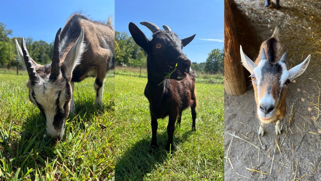 The Day has Finally Arrived! | Our Goats are Moving! - YouTube