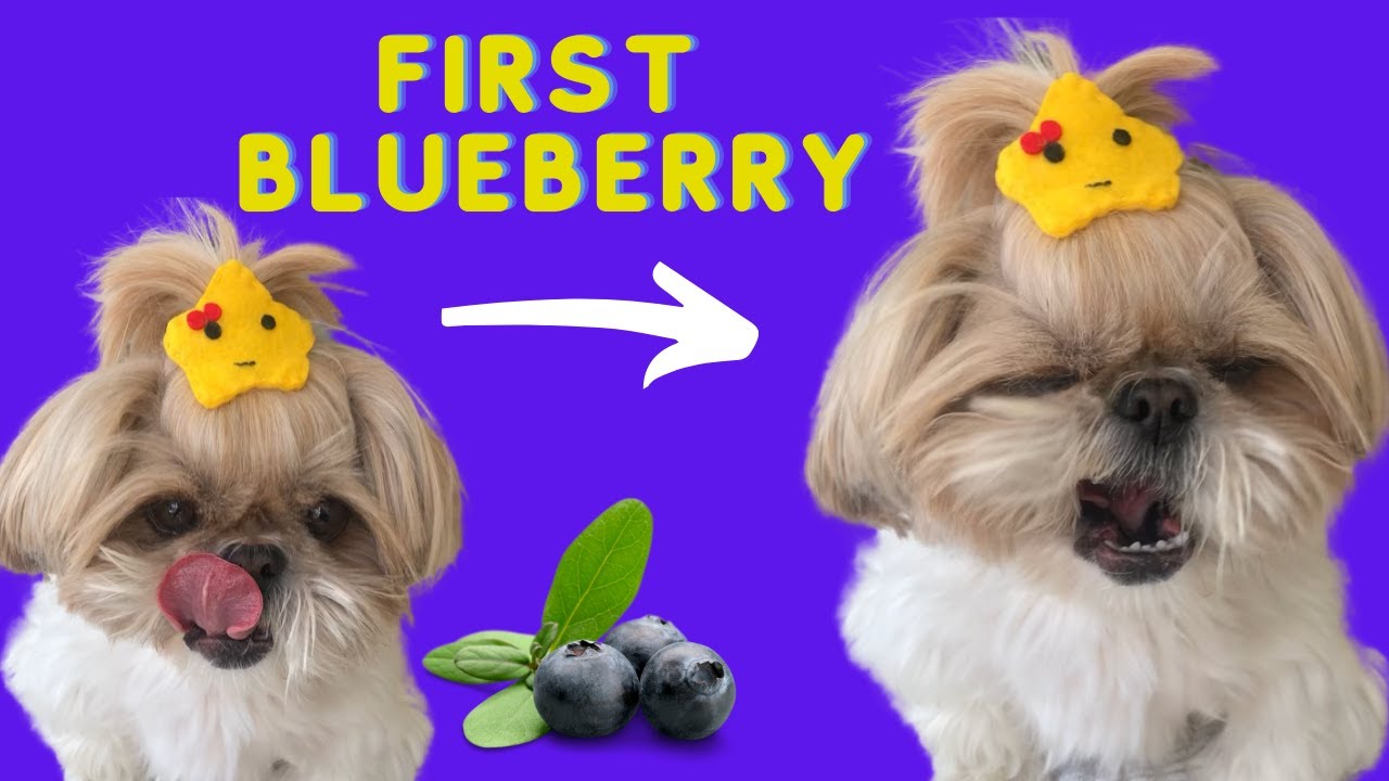 puppy tries her first blueberry - YouTube