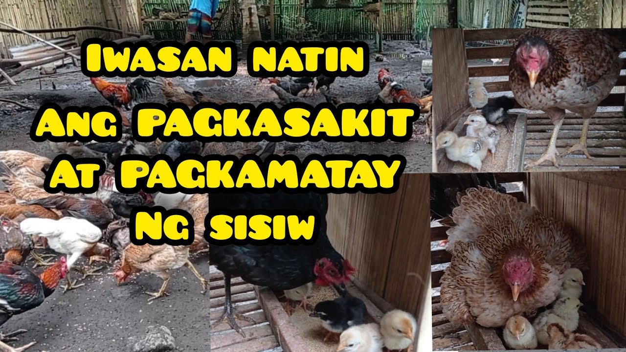 PAANO MAIWASAN ANG PAGKASAKIT AT PAGKAMATAY NG SISIW? - YouTube