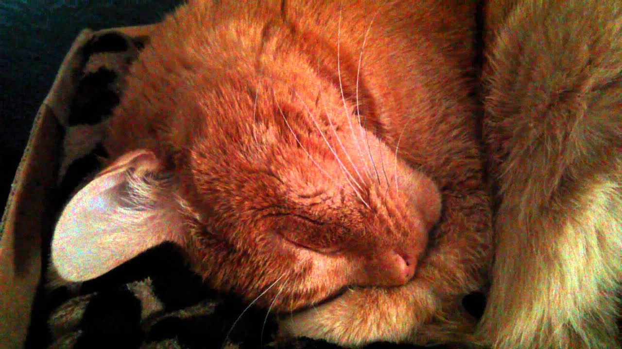 Felix the orange Cat Sawing MAJOR logs! - YouTube