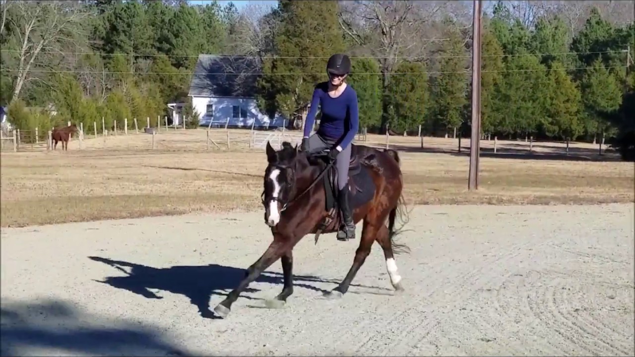 Royal Ritz - Flatwork and Jumping - YouTube