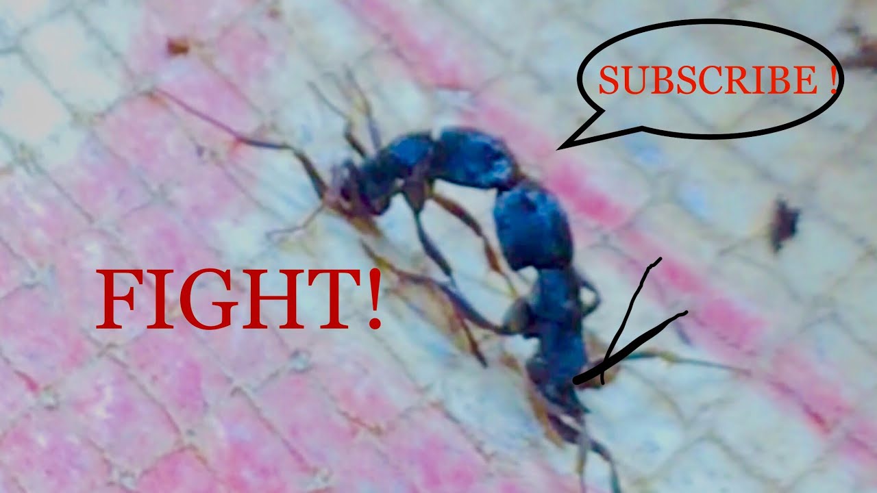 Amazing Ant fighting! - YouTube