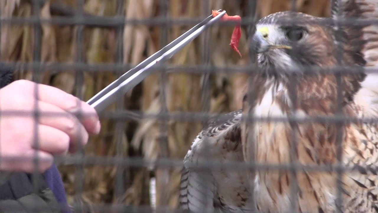 A Cosley Zoo Story - YouTube