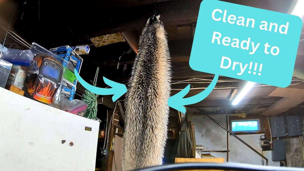 Washing Fur (Update) - In The Fur Shed Series - YouTube