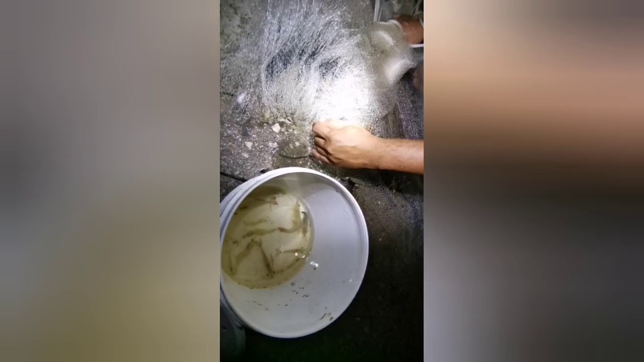Siakap Hunter Memburu Selunsong dan Membento ketam - YouTube