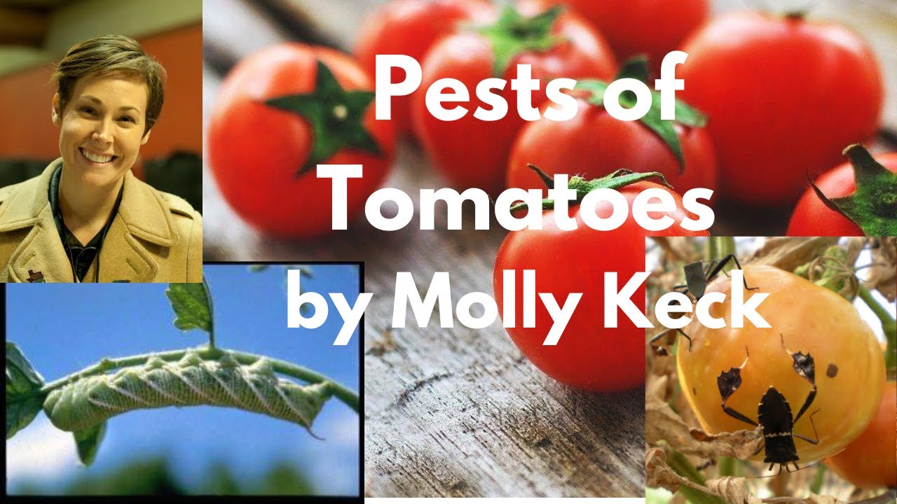 Pests of Tomatoes by Molly Keck 🍅🐛 *Webinar Series* - YouTube
