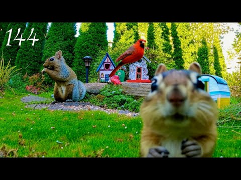 Cat TV: Chipmunks, Birds and Squirrels in a Beautiful Garden. 4K. Episode 144