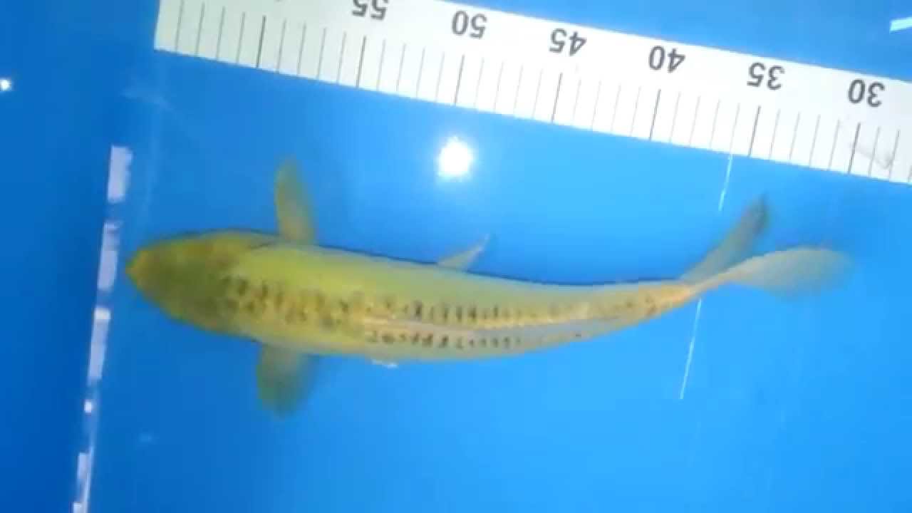 Midorigoï 40cm - YouTube