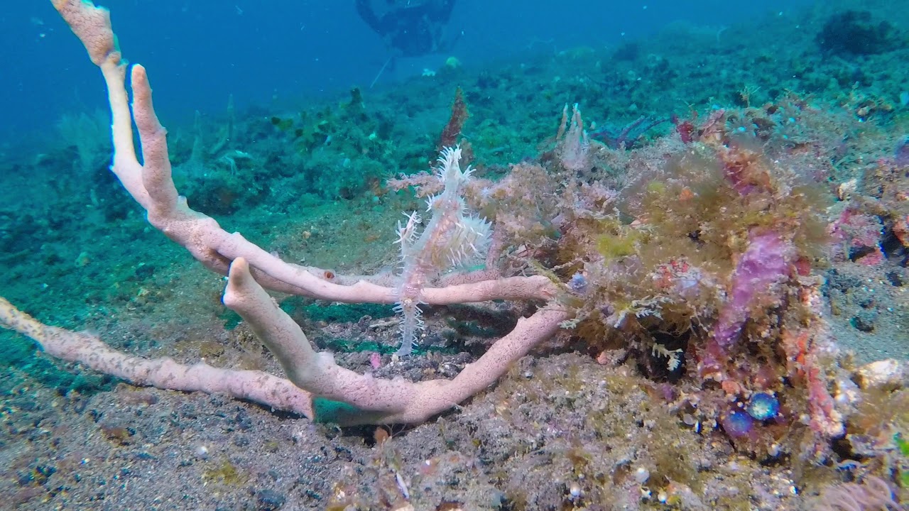 Seahorses and Pipefish volume 1 - YouTube