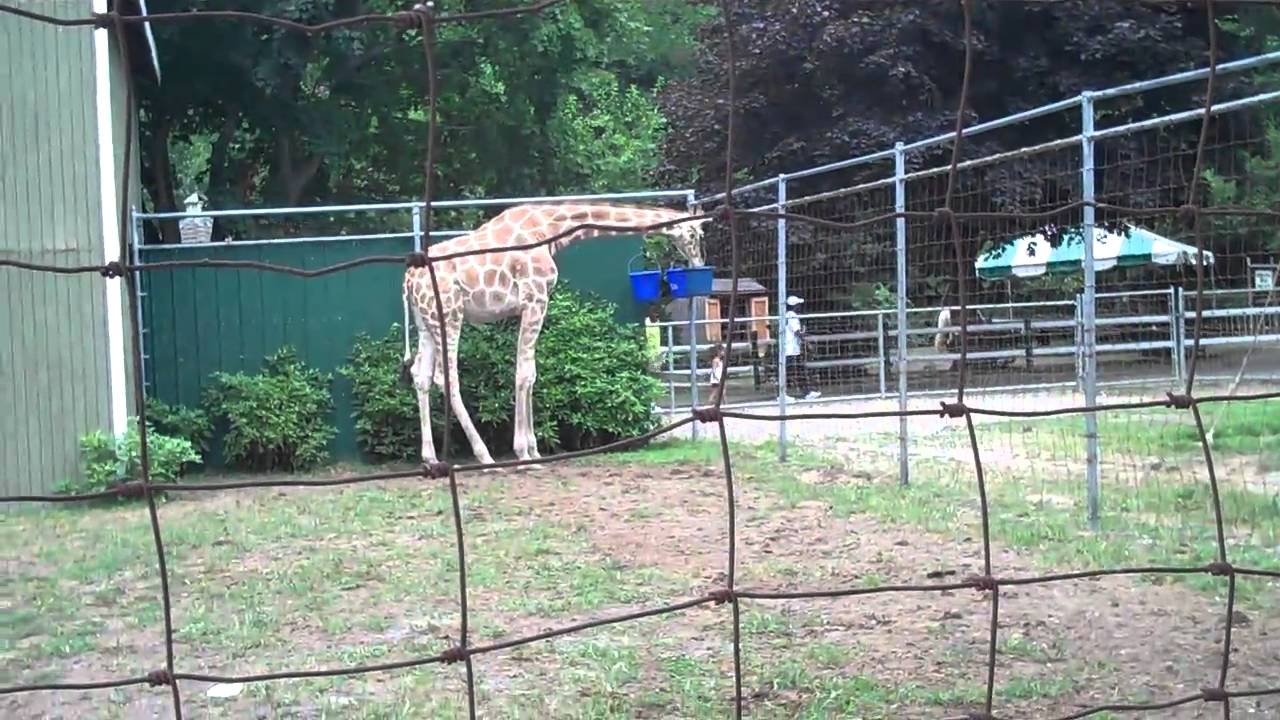 Giraffe at the Long island Game Farm - YouTube