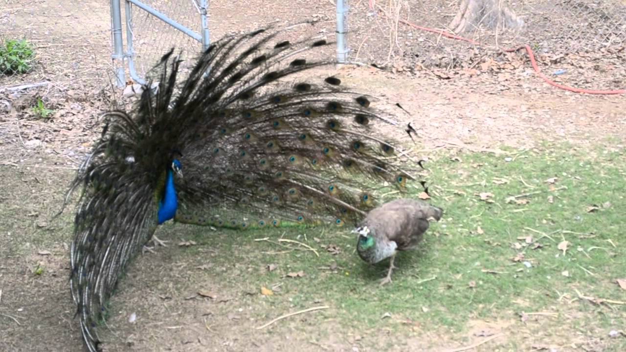 peacock flirting - YouTube