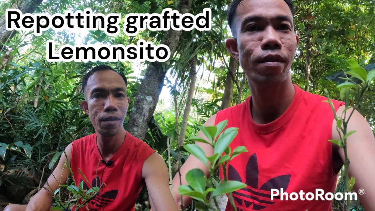 Repotting Grafted Lemonsito / Plant vlog on Holidays # ...