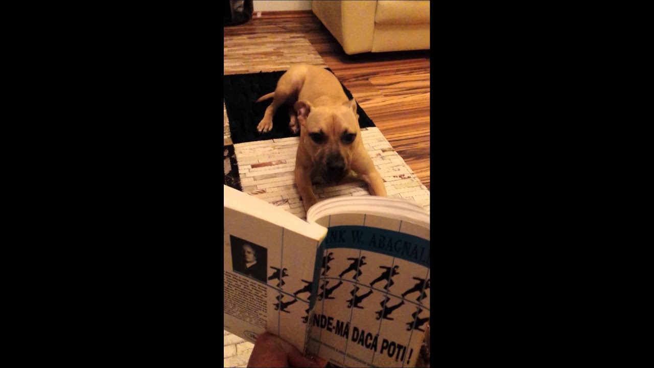Pitbull Tasha reading a book - YouTube