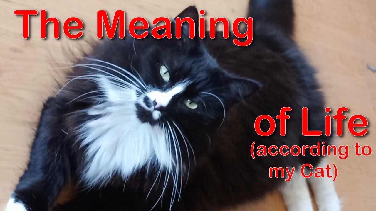 The Meaning of Life (according to my cat) - YouTube