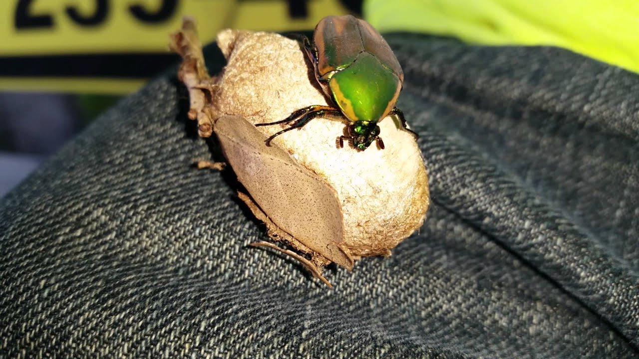 Beetle with huge egg sack........ - YouTube