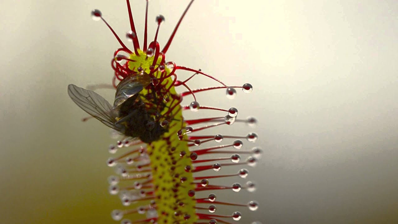 Sundew timelapse - YouTube