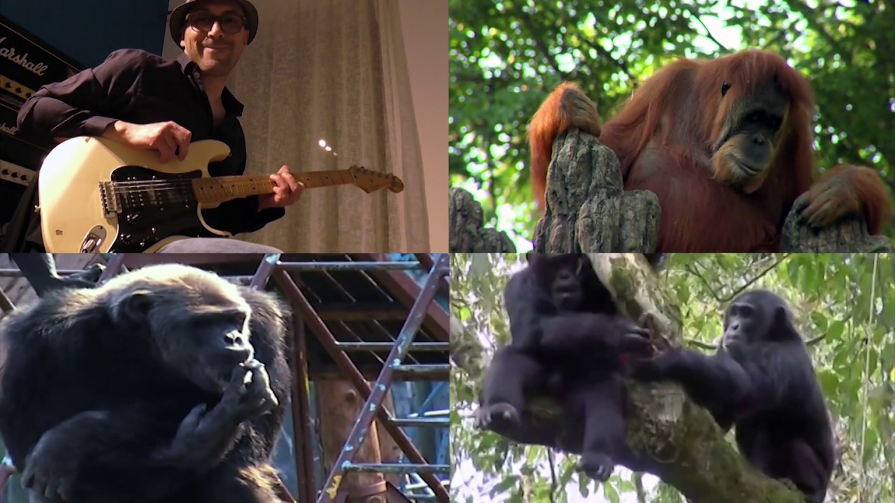 Sunday Monkey Sunday (Quarantine'n Trash Edition) - YouTube