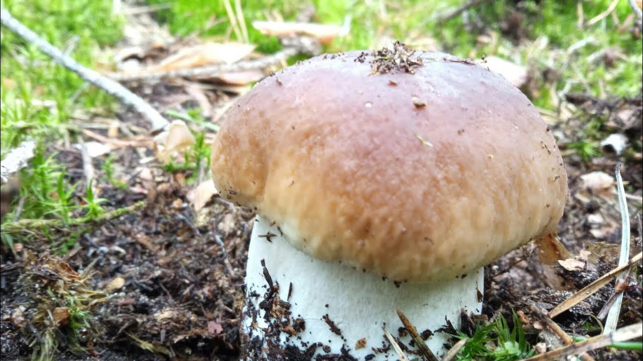 We found a lot of Dubaky Mushroom (Slovakia) - YouTube
