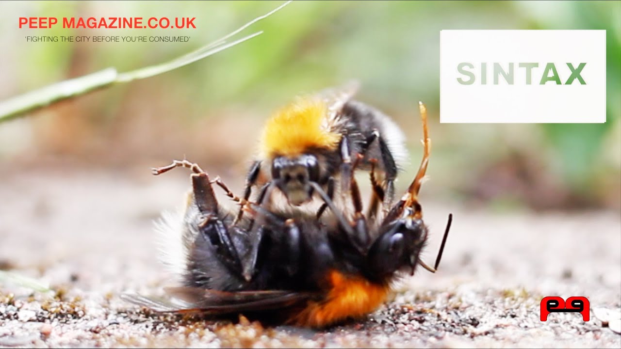 peep | Virgin Queen Bee finds Drone Congregation Area UK peep magazine ...