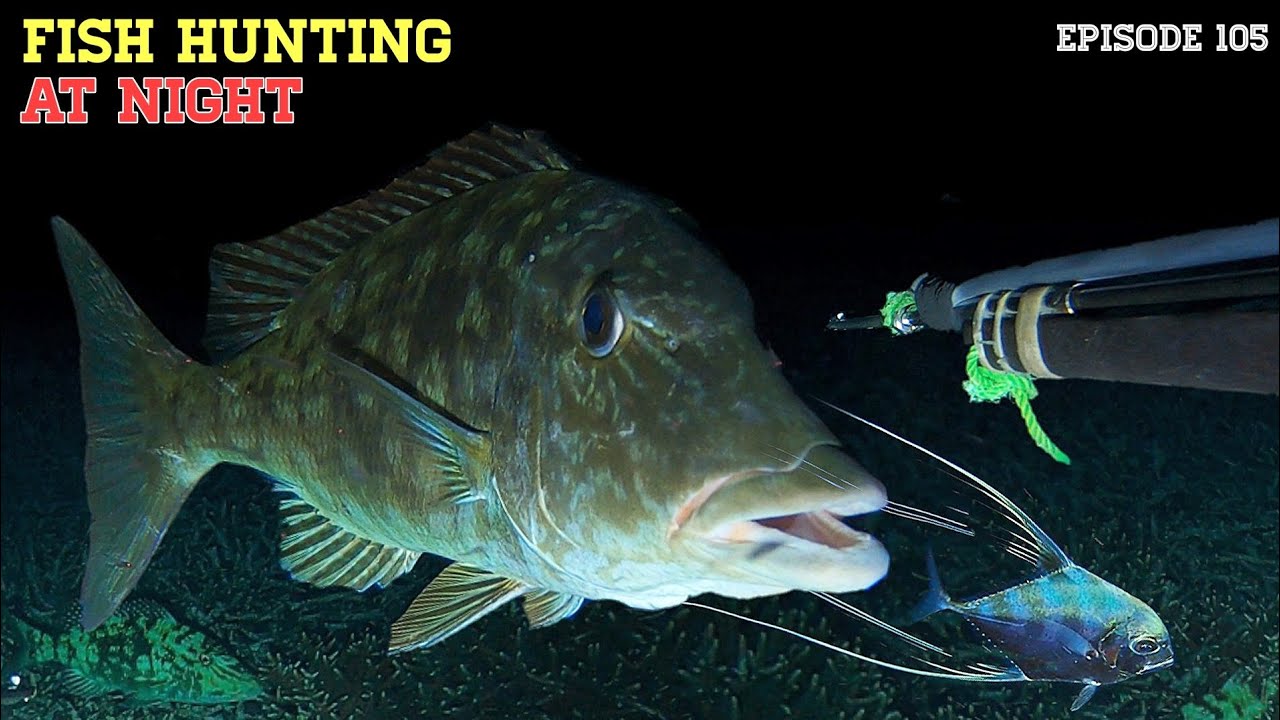 NIGHT SPEARFISHING EPISODE 105 | FISH HUNTING AT NIGHT - YouTube