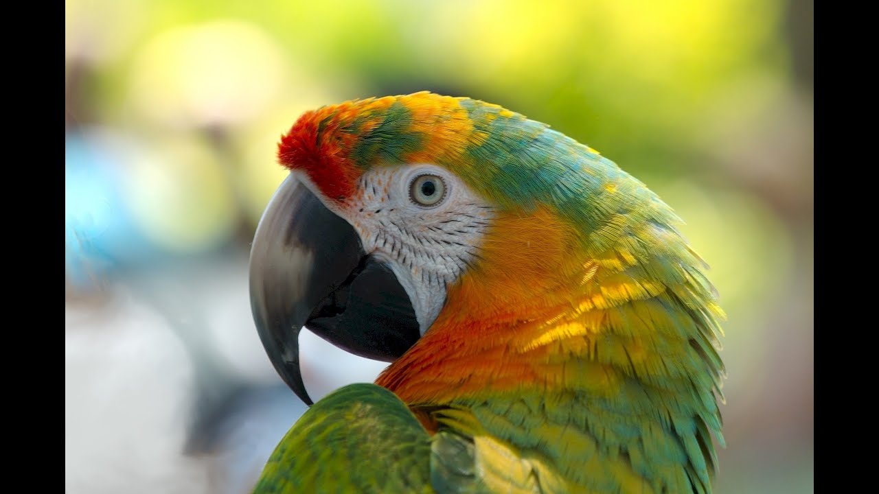The Brave Little Parrot in Nepali FOR BBA BBA-BI BHM BUDDHIST STORY ...