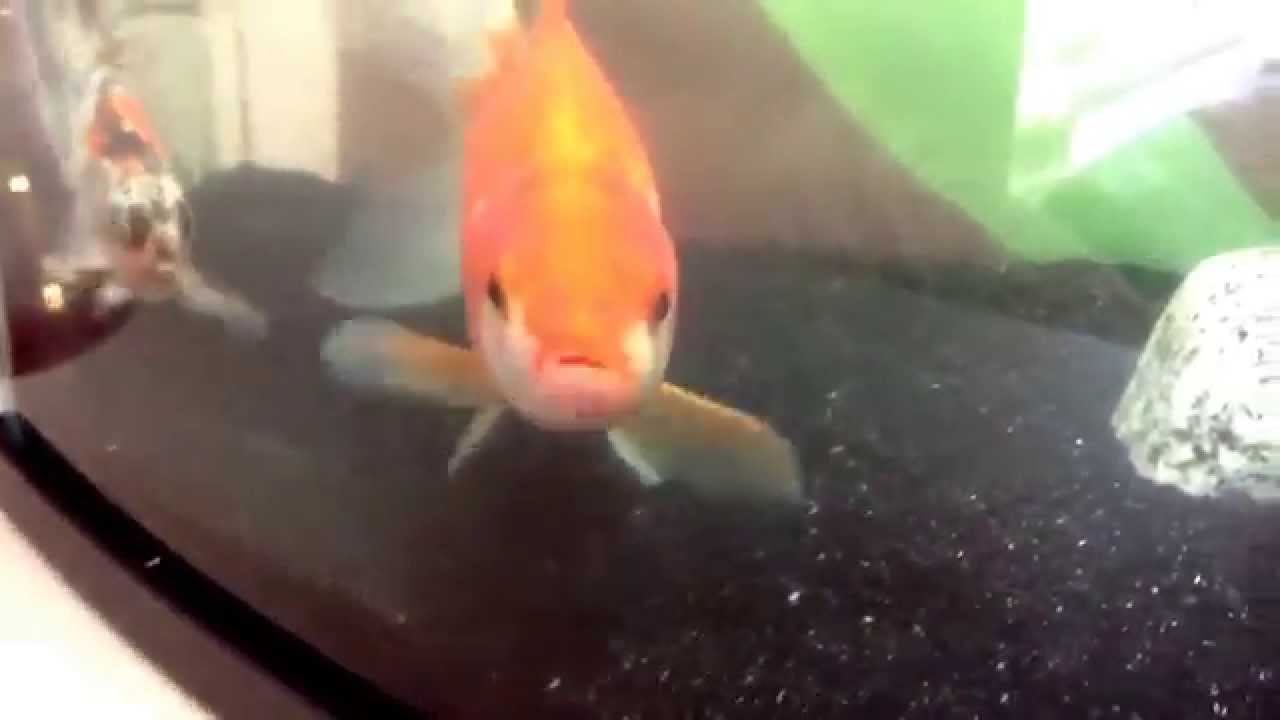 Close up of fish breathing / hunger fish - YouTube