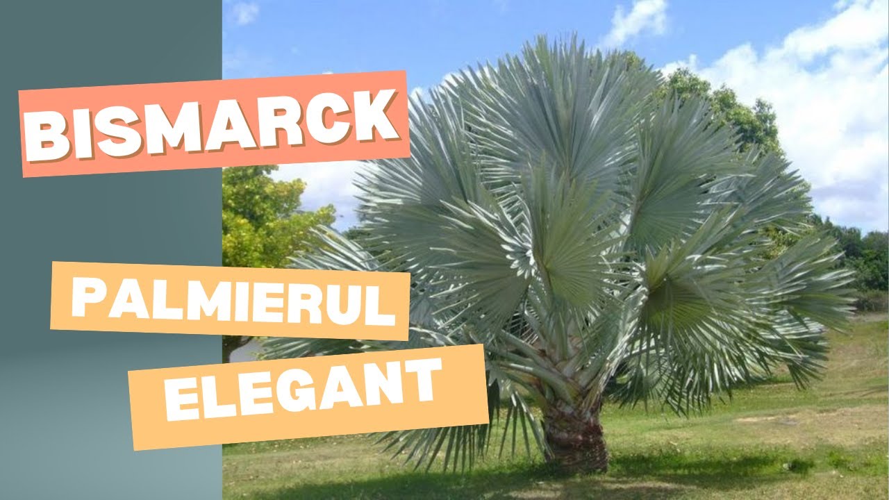 Bismarckia Nobilis sau mai comun spus Palmierul Bismarck astazi in ...