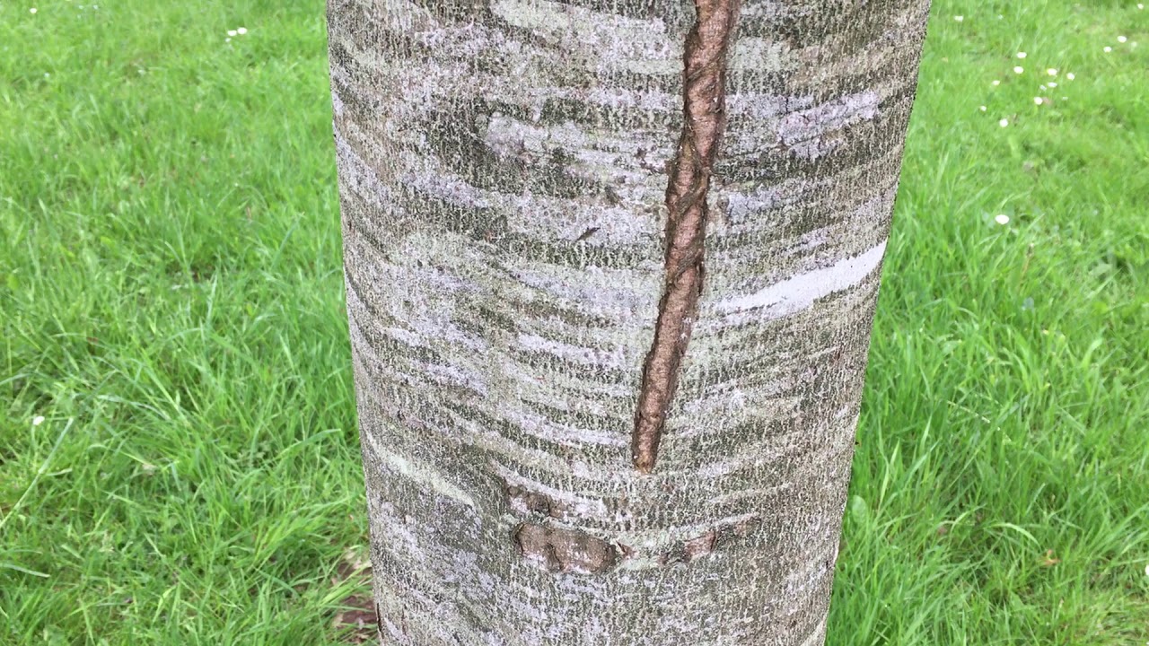 Red maple (Acer rubrum) - trunk close up - May 2018 - YouTube