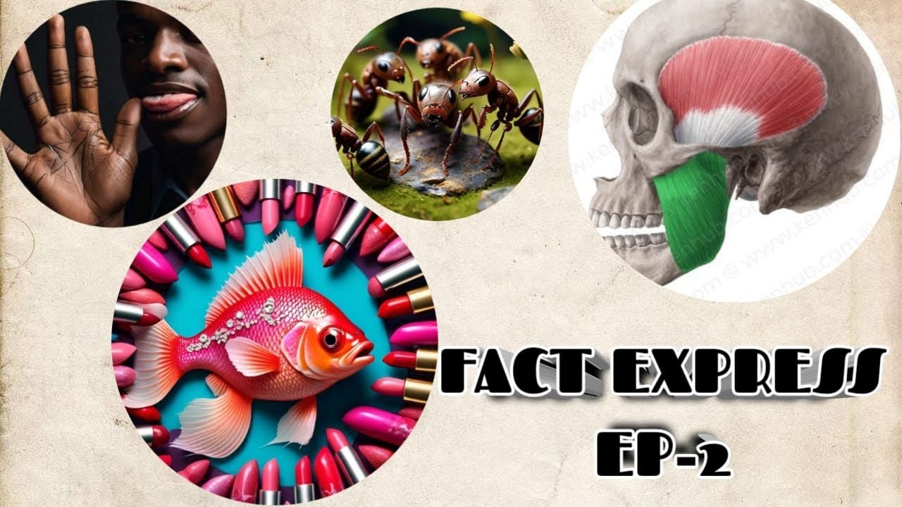 FACT EXPRESS EPISODE - 02 - YouTube
