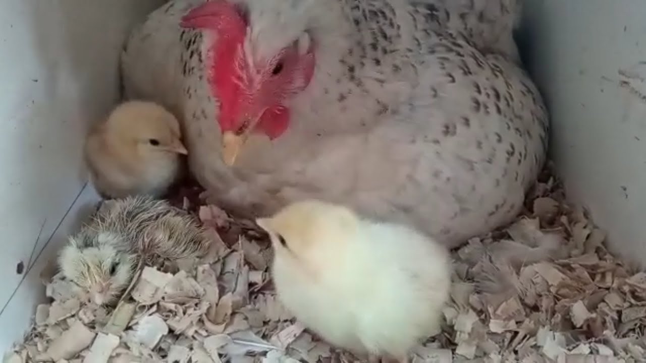 nacimiento de pollitos, recogiendo huevos y mas - YouTube