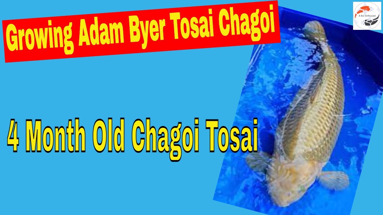 Growing Adam Byer Tosai Chagoi Koi ***4 Month Old Chagoi Tosai Koi ...
