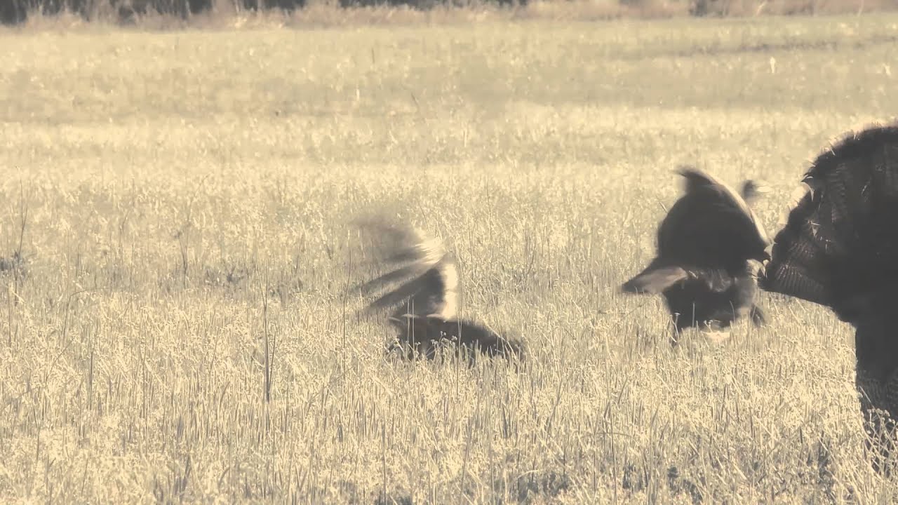 Turkey Hunting Head Shots | Knight & Hale - YouTube