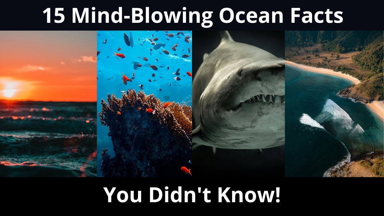 15 Mind-Blowing Ocean Facts You Didn't Know! - YouTube