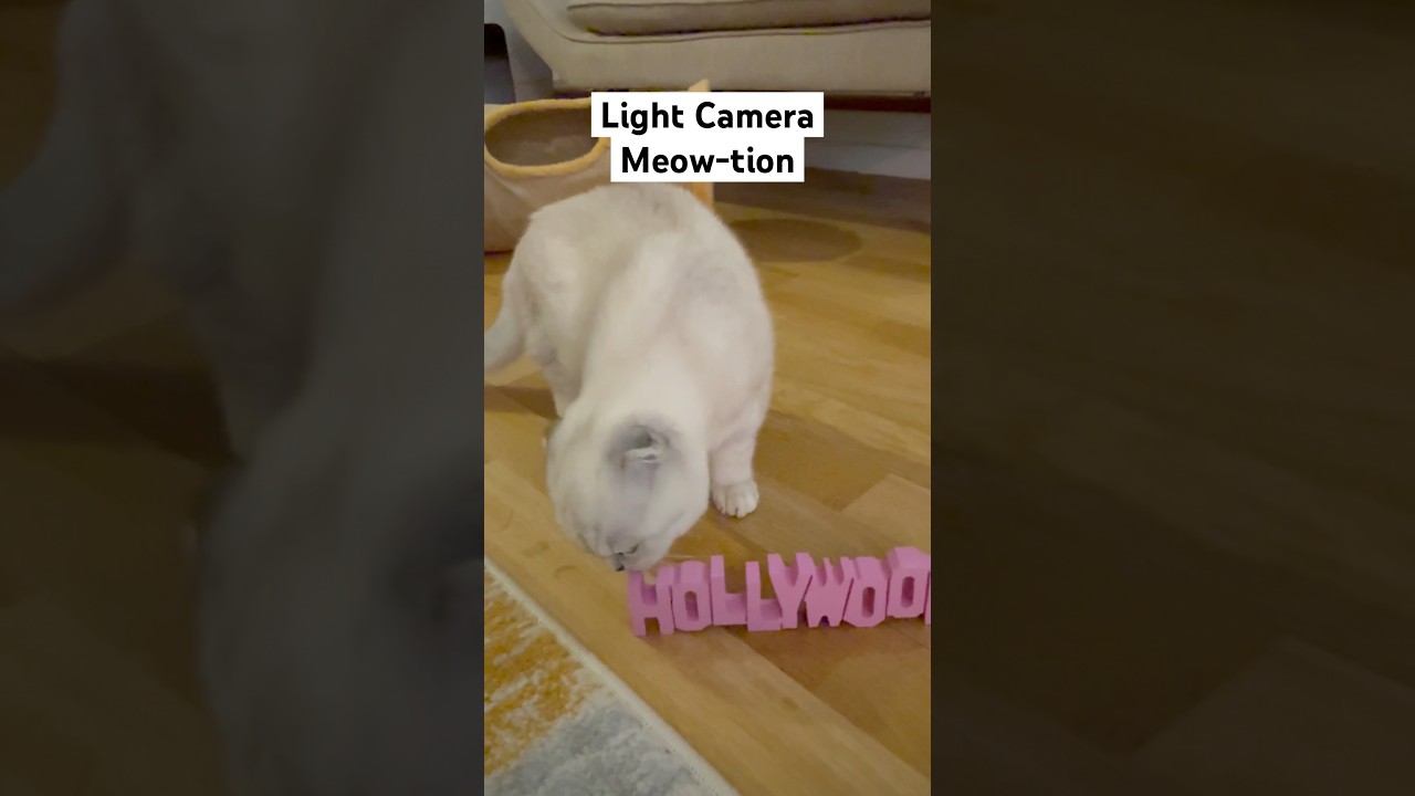 Kitten's Big Break: Lights, Camera, Meow-tion! #cat #kitten #hollywood ...