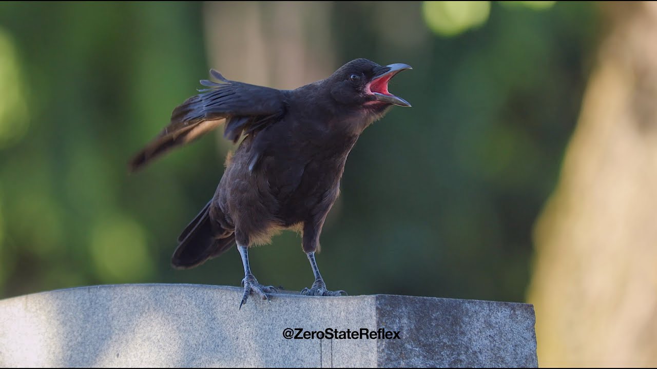 Baby Crow Talking Therapy - YouTube