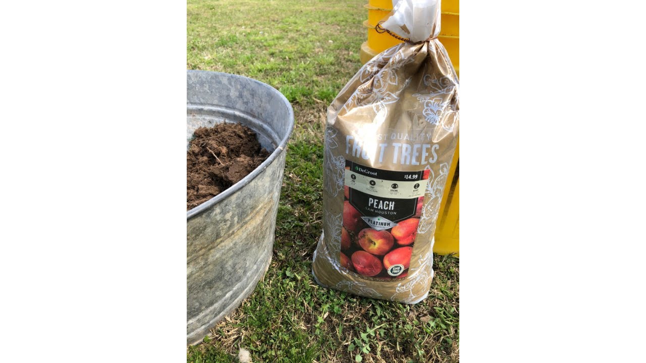 Planting My First Fruit Tree in Container Live (peach tree) - YouTube