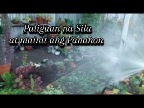Paano Ako Magdilig ng Succulents Kapag Mainit ang Panahon||Succulents ...