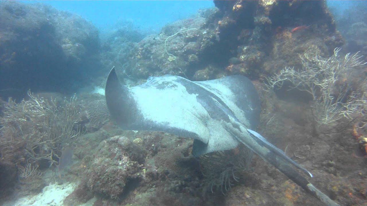 Stingray - Oceano Scuba! - YouTube