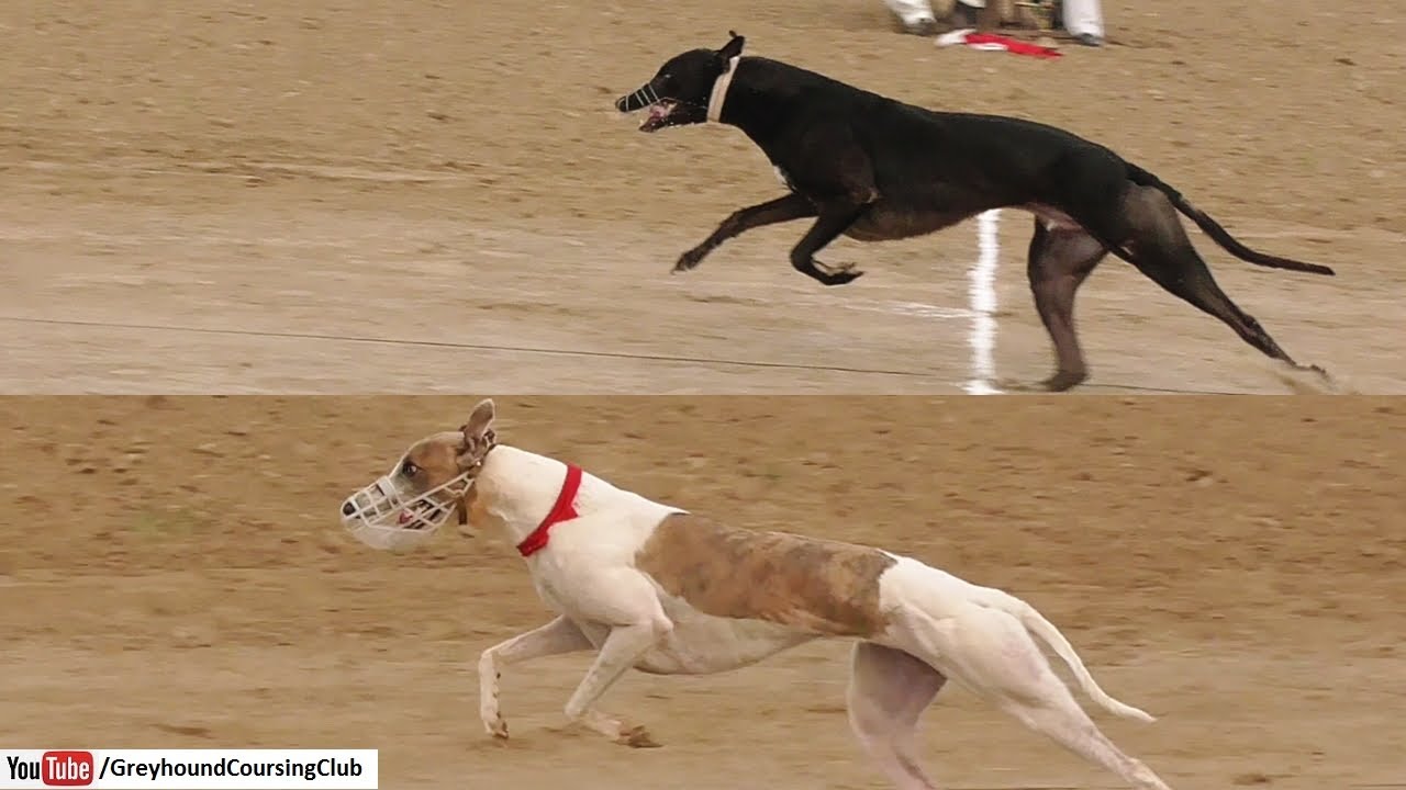new greyhound race in pakistan - YouTube