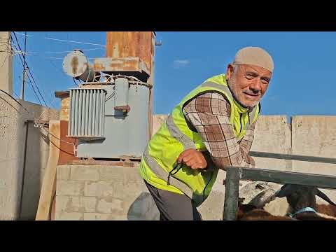 Хоразм хазарасп куй кузи нархлари чаток